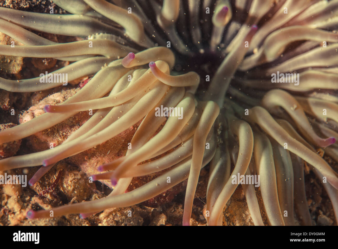 Anemonia Sulcata, Adriatic Sea, Croatia, Europe Stock Photo - Alamy