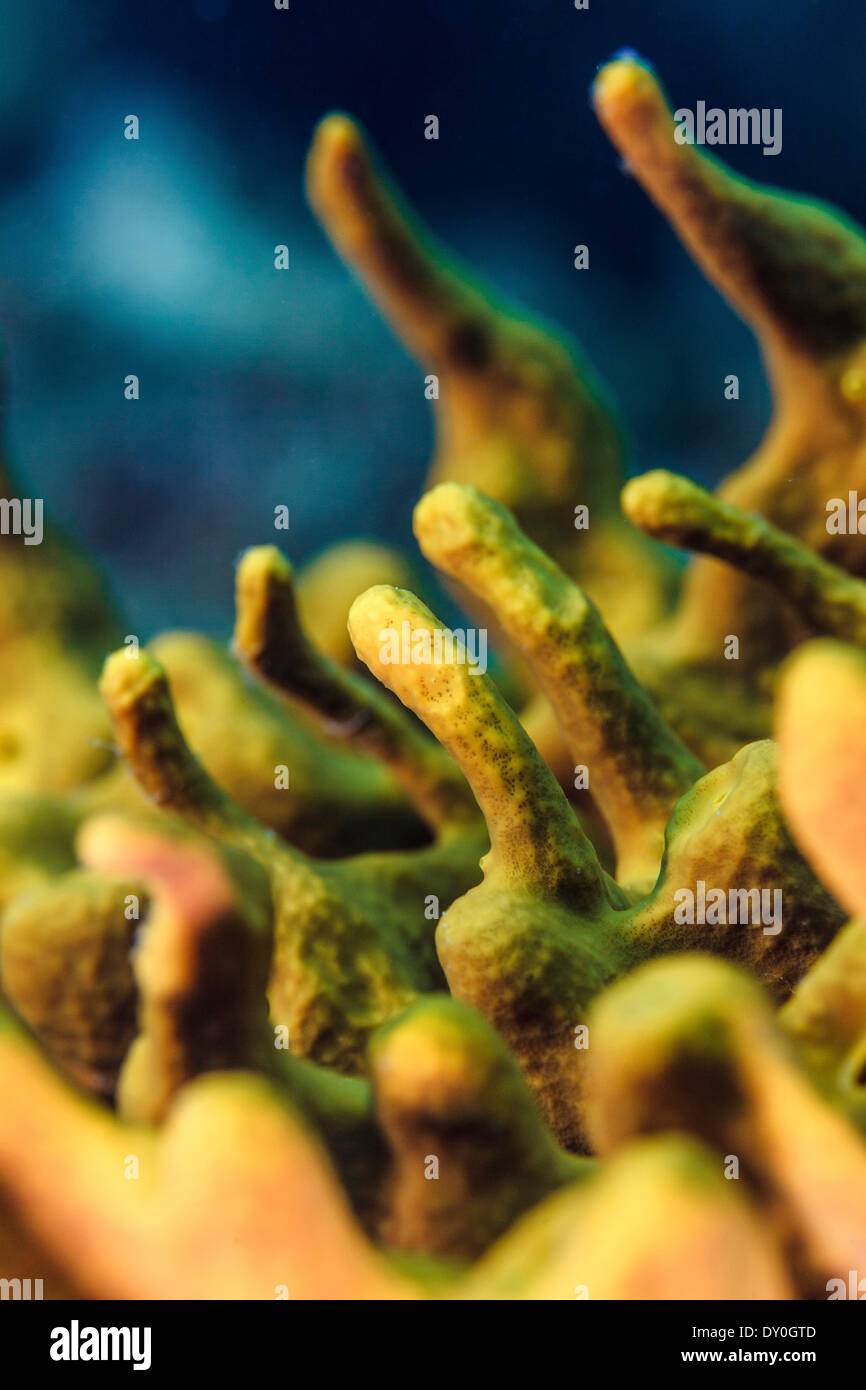 Sea sponge color hi-res stock photography and images - Alamy