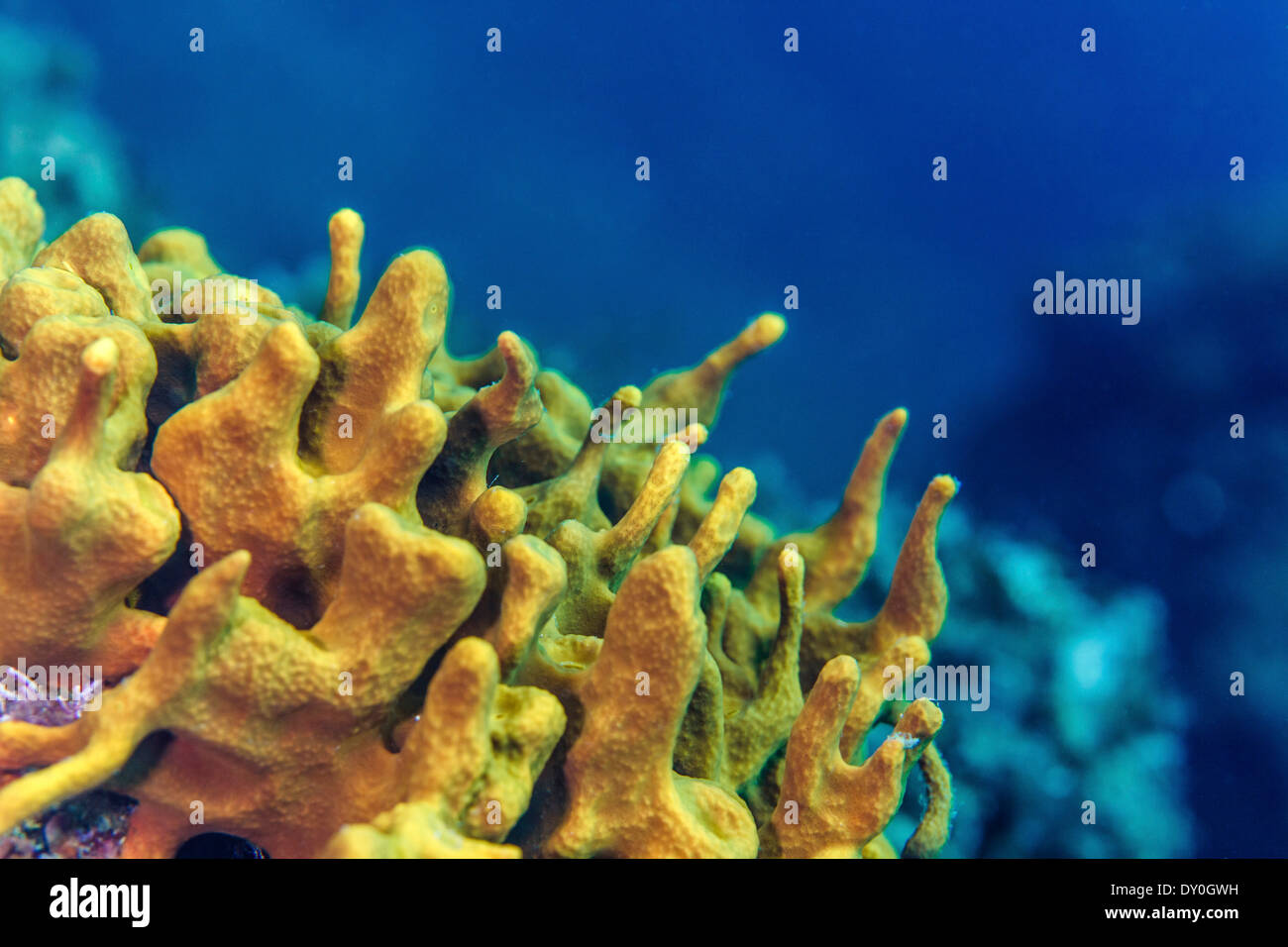 Sea sponge color hi-res stock photography and images - Alamy