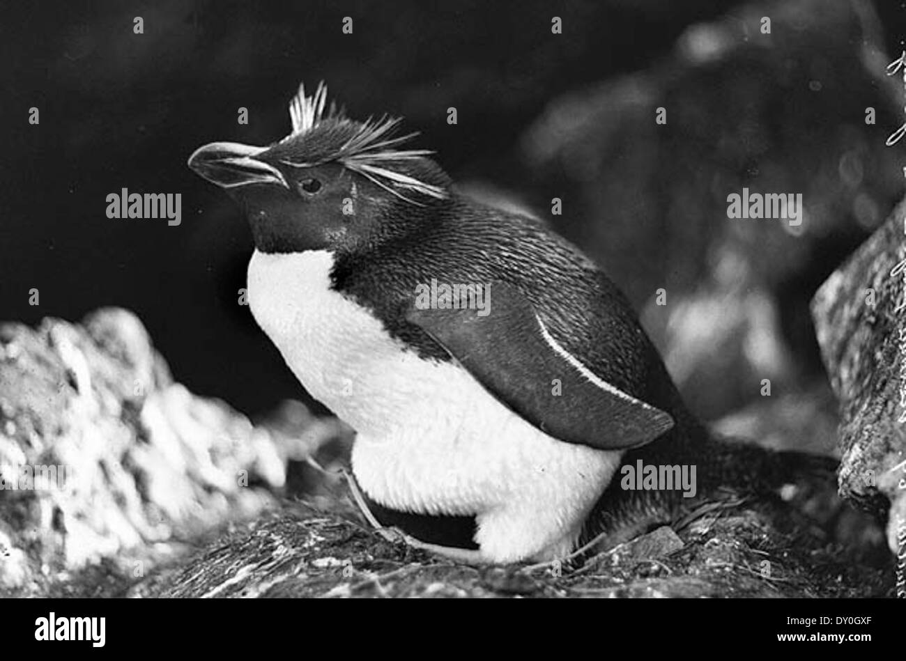 This photograph taken by Harold Hamilton between 1911 and 1914 shows a ...