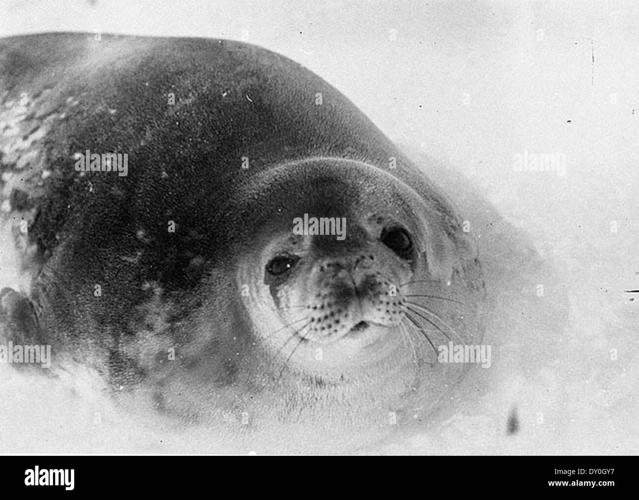 A Weddell seal is captured on the Shackleton Ice Shelf, Antarctica ...
