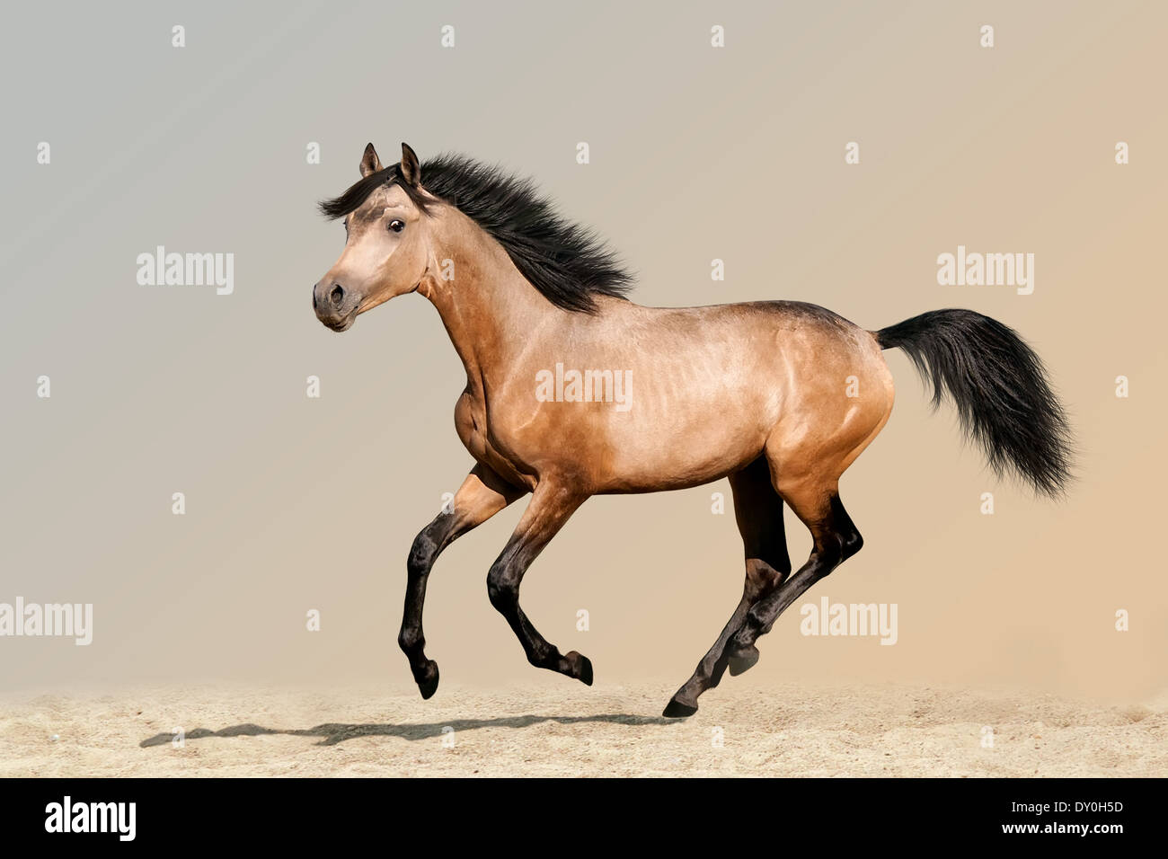 Running stable hi-res stock photography and images - Alamy