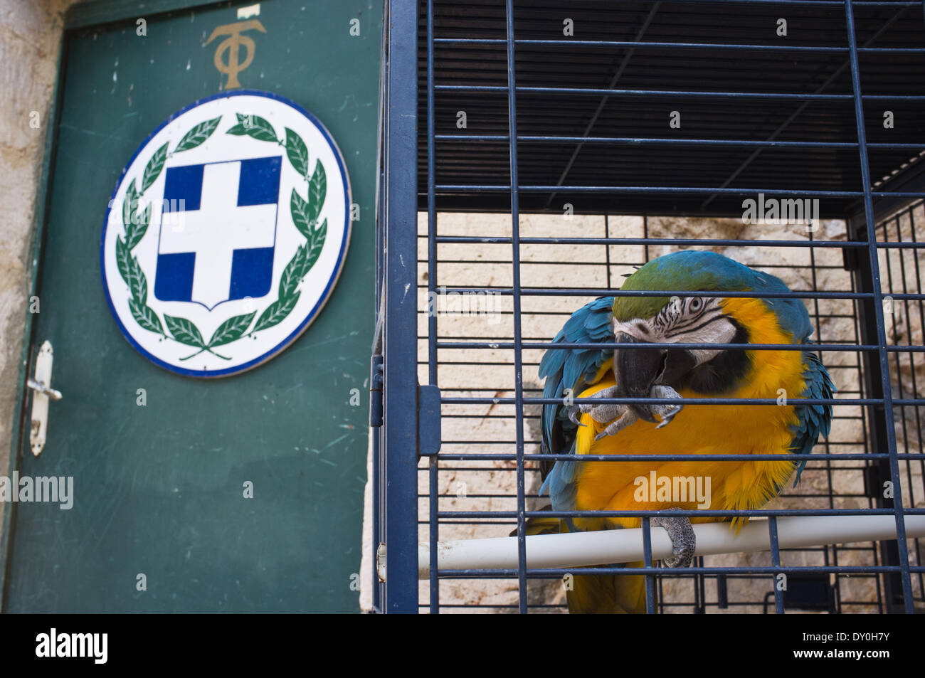 Parrot greek hi-res stock photography and images - Alamy