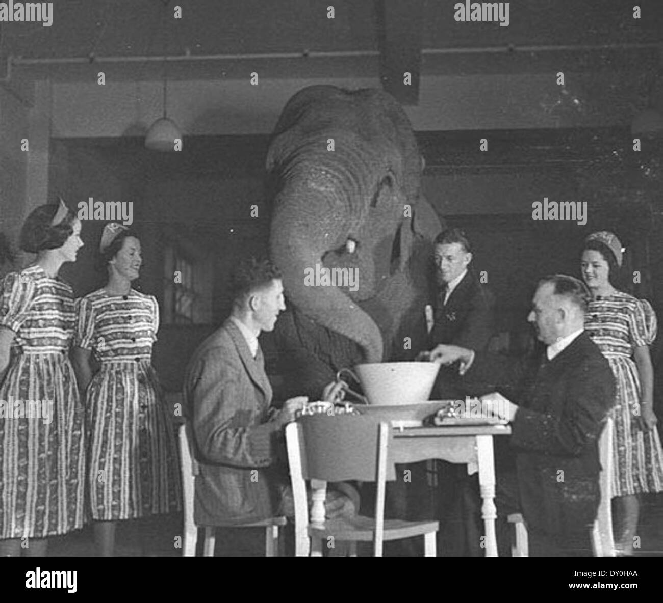 Bussell bros grocers elephants tea party hi-res stock photography and ...