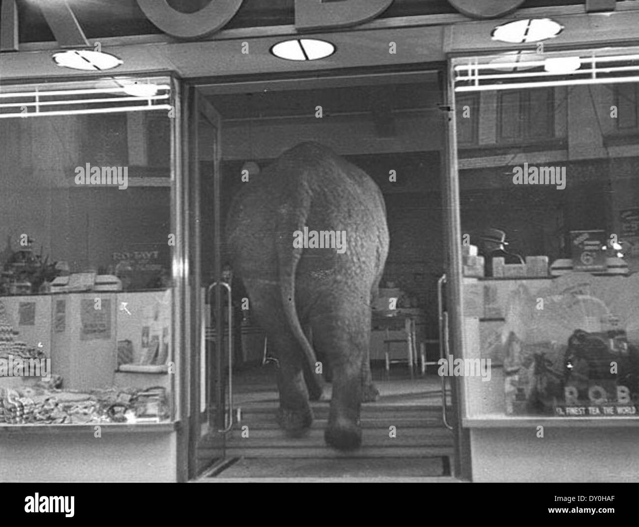 Bussell bros grocers elephants tea party hi-res stock photography and ...