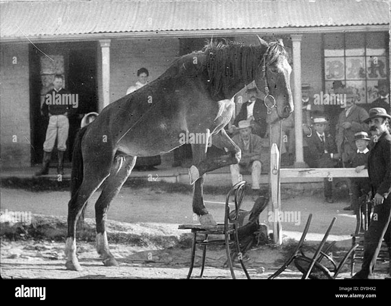 This 1895 photograph by Alfred Benjamin Butler shows a performing horse ...