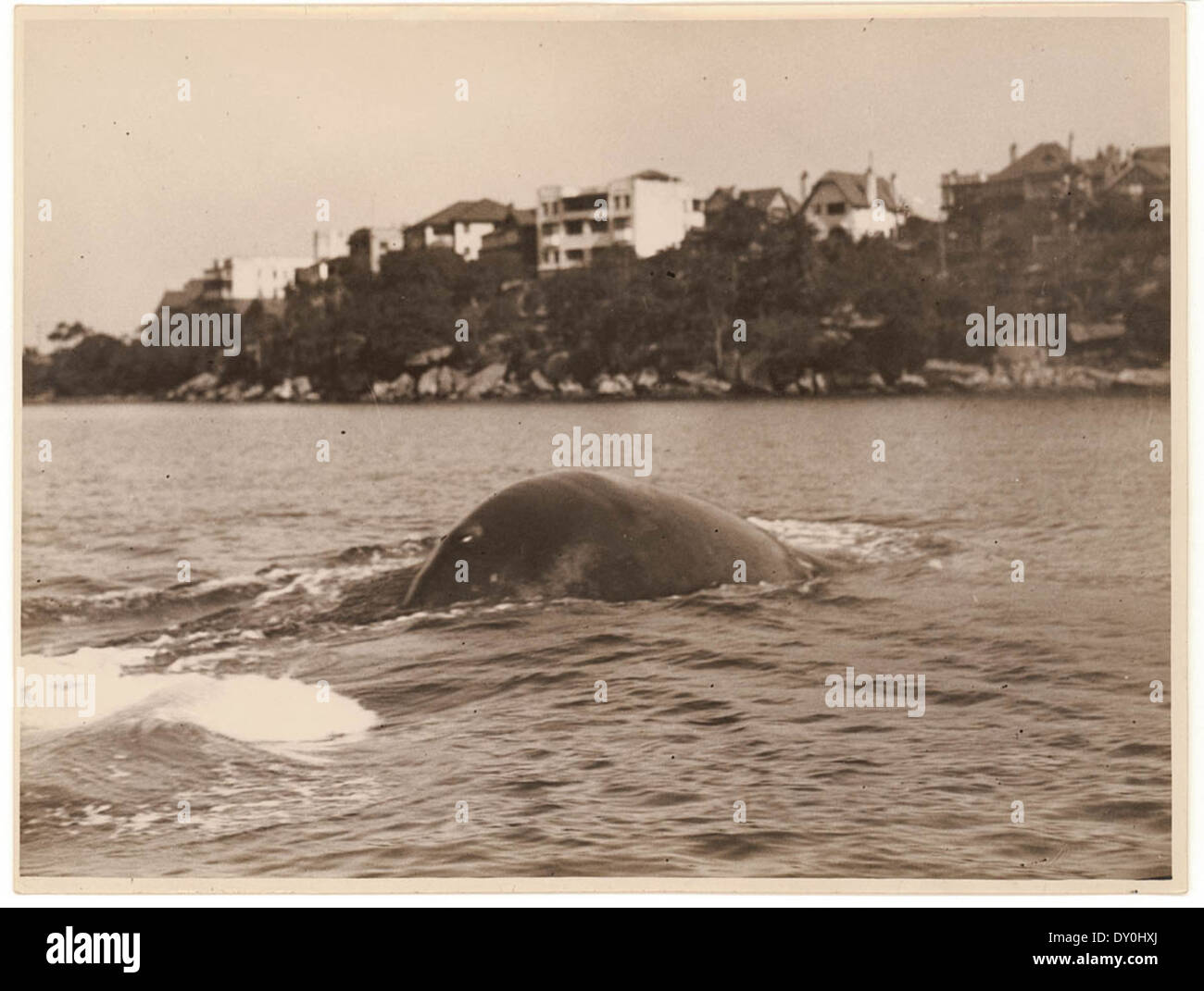 A photograph taken by Sam Hood in the 1930s, capturing a whale in ...