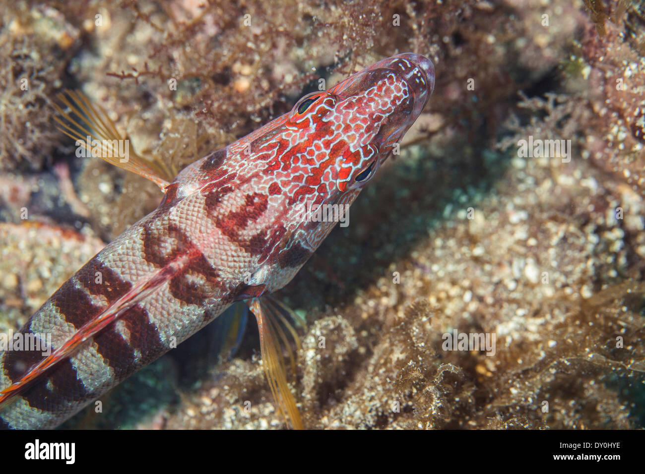 Adriatic sea animals series hi-res stock photography and images - Alamy