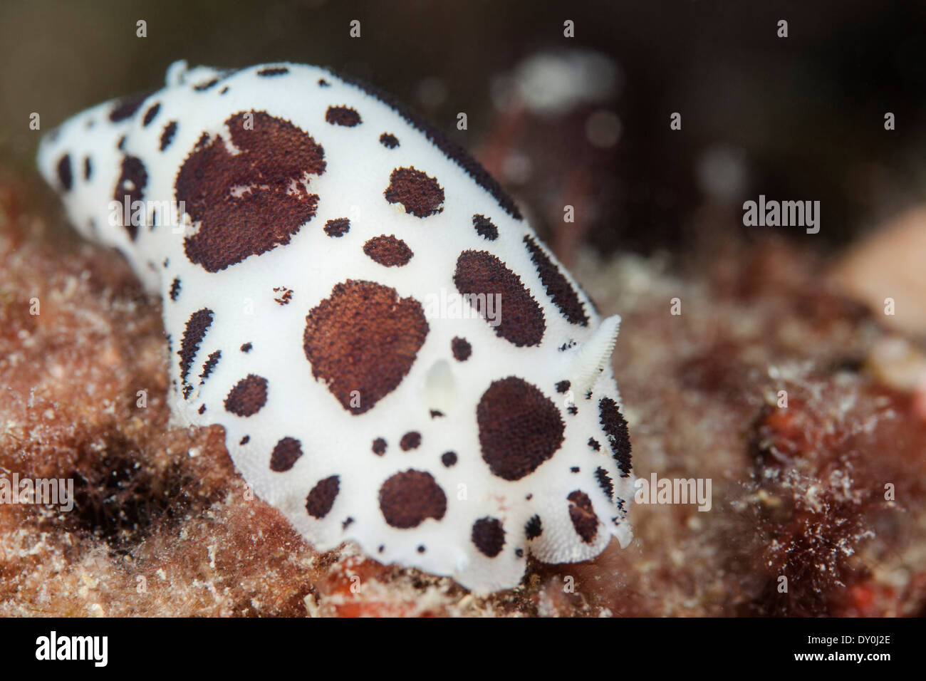 Cow Snail, detail, Adriatic Sea, Dalmatia, Croatia Stock Photo - Alamy