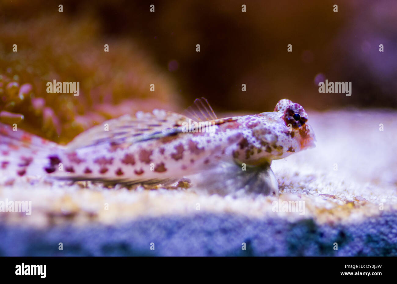 Goby fish hi-res stock photography and images - Alamy