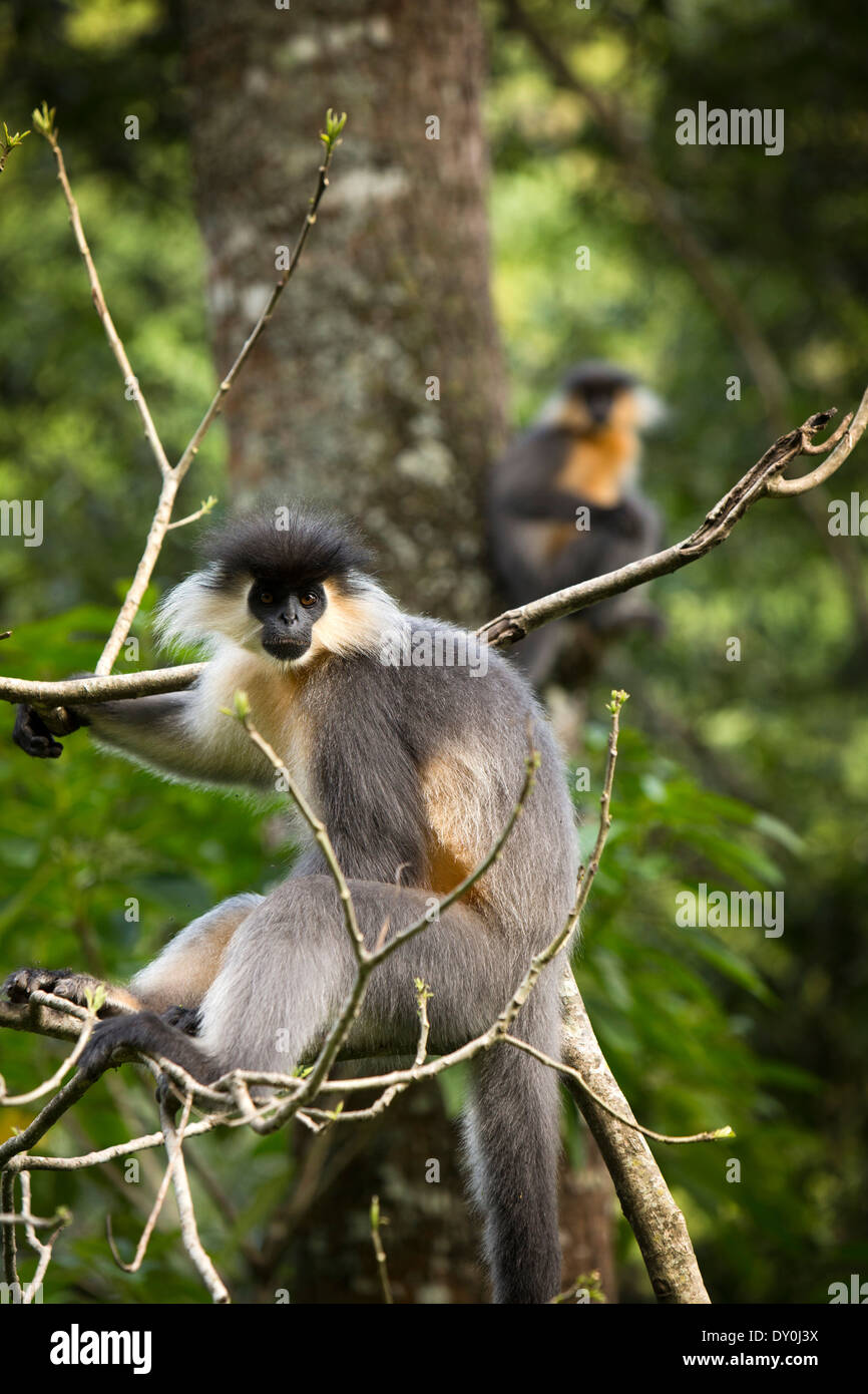 Bhutan, Thrunshingla National Park, Capped langur Trachypithecus ...