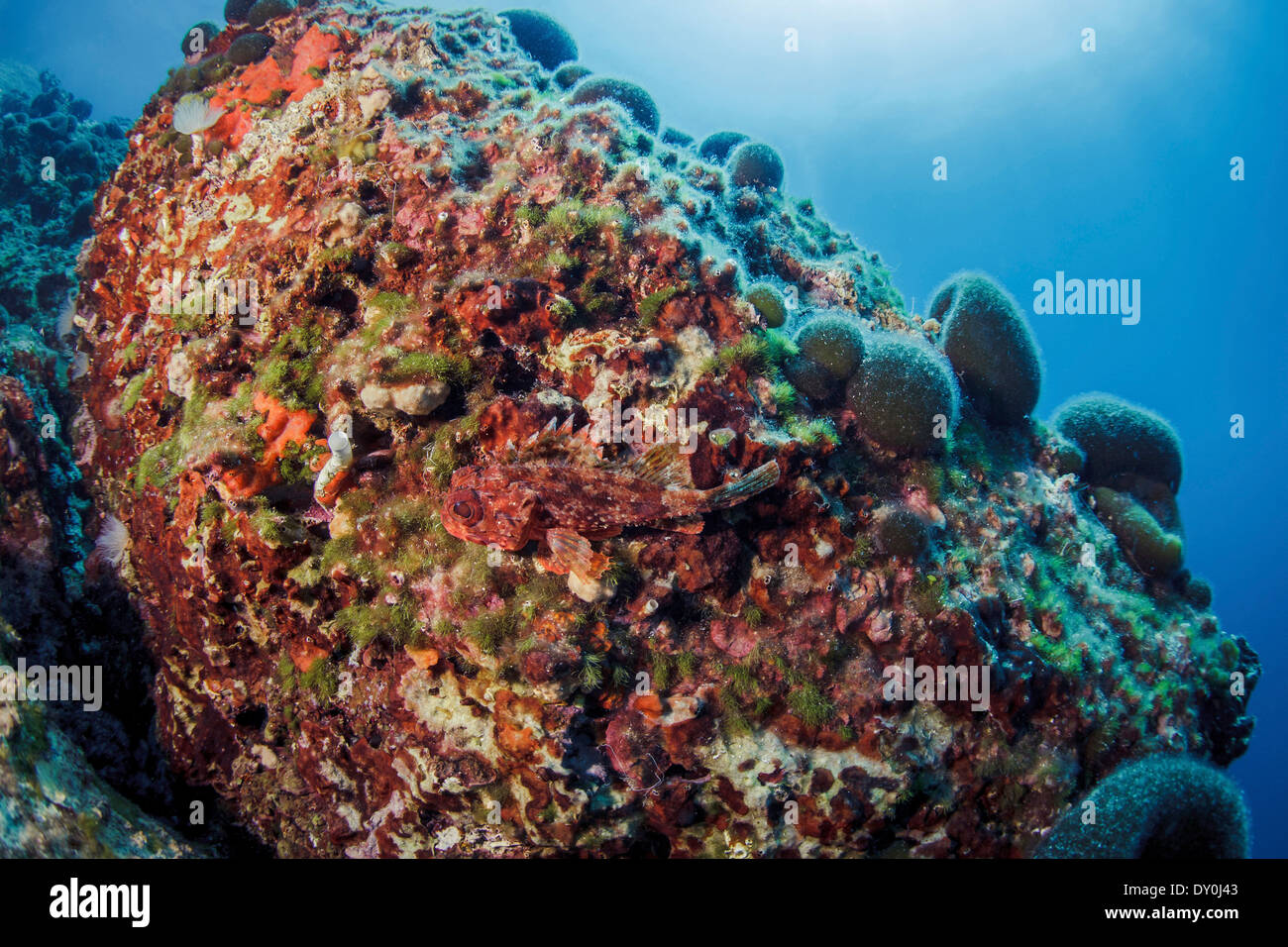 Red scorpionfish, Adriatic Sea, Croatia, Europe Stock Photo - Alamy
