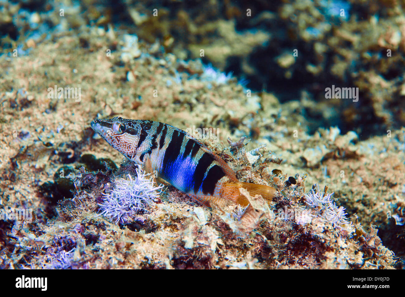 Fish, Serranus Scriba, Adriatic Sea, Croatia, Europe Stock Photo - Alamy