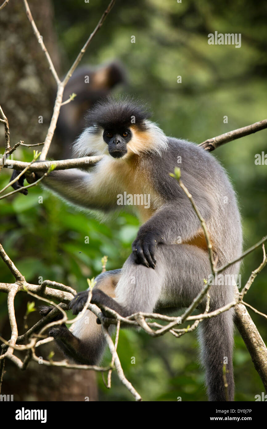 Capped langur trachypithecus pileatus hi-res stock photography and ...