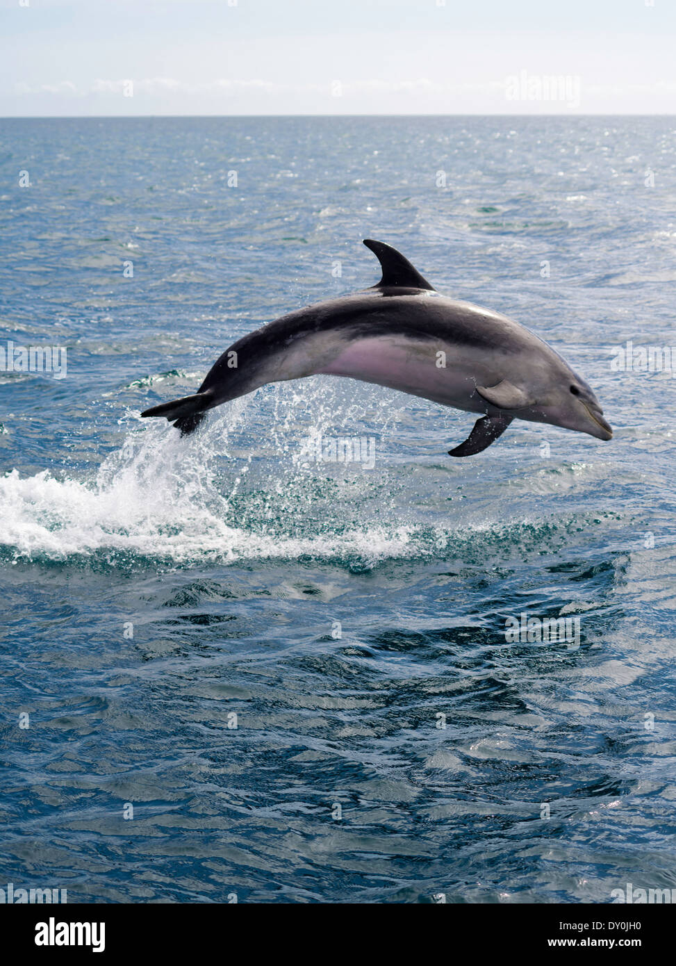 Sails and dolphins hi-res stock photography and images - Alamy