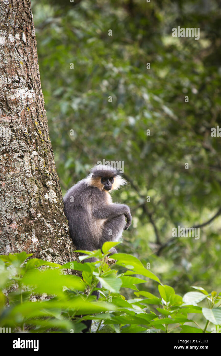 Bhutan, wildlife, Capped langur Trachypithecus pileatus in tree ...