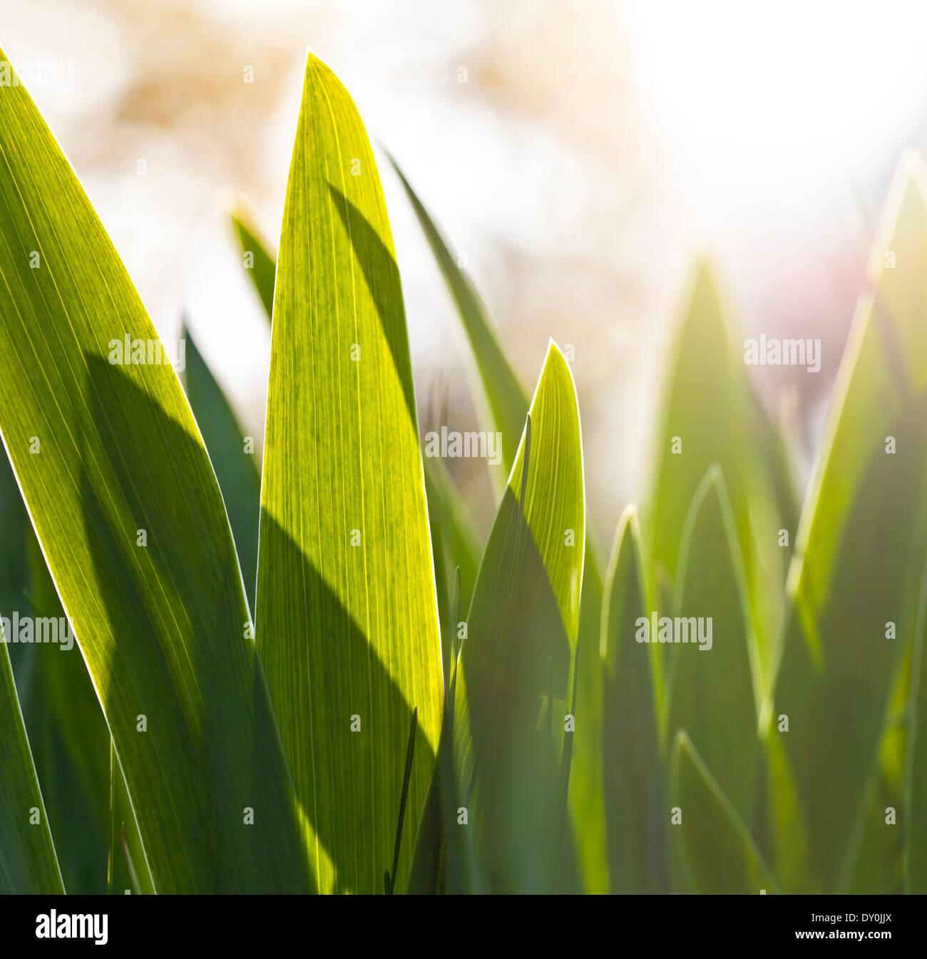Grass lawn spring low angle hi-res stock photography and images - Alamy