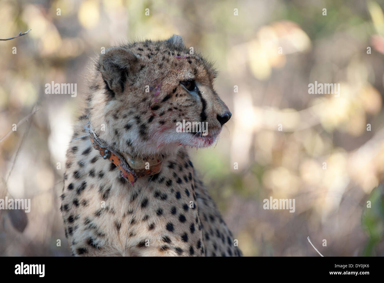 Cheetah hunting impala hi-res stock photography and images - Alamy