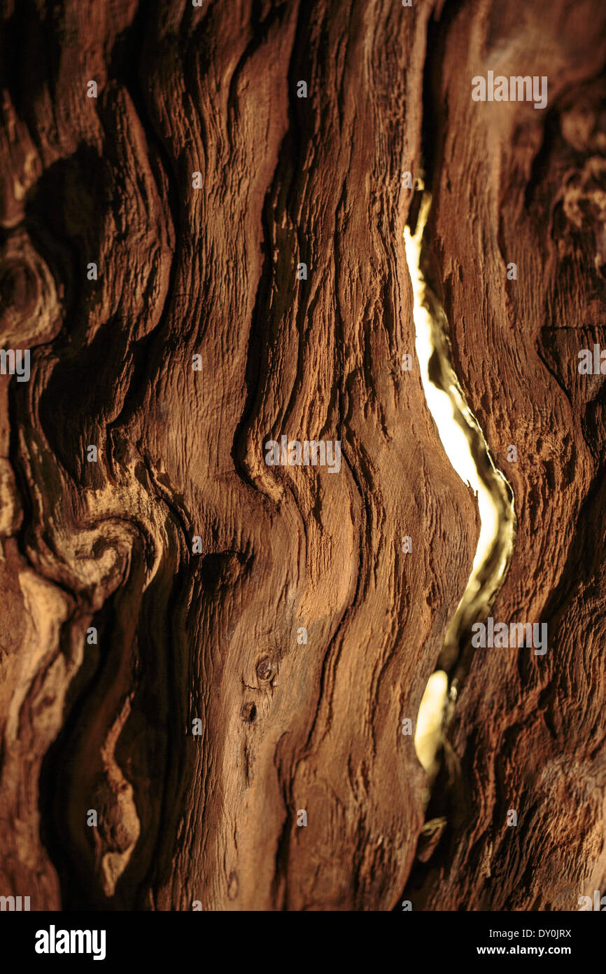 Design lamp from wood, natural pattern Stock Photo - Alamy