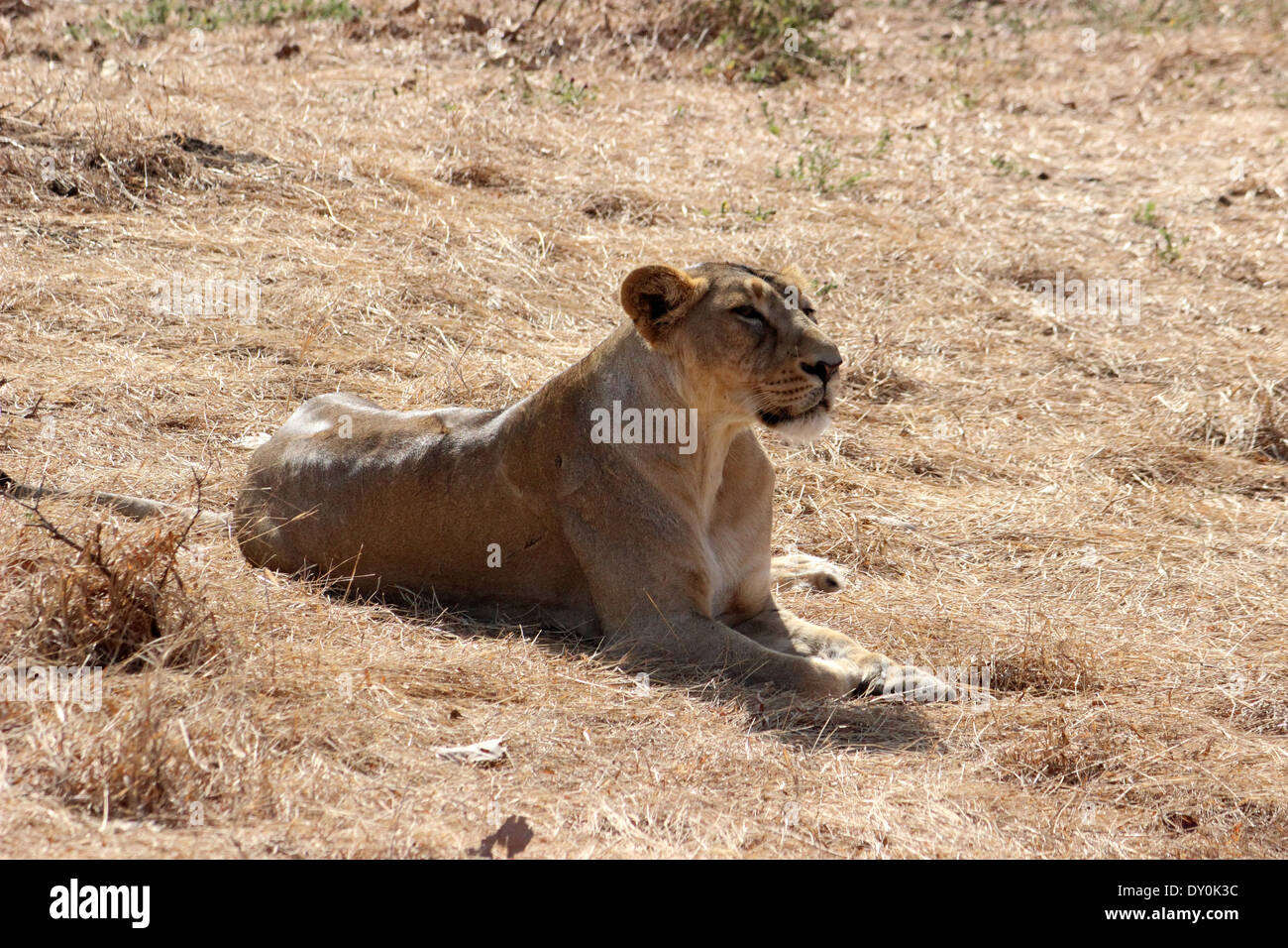 Asiatic Lion of Gir Forest Stock Photo - Alamy