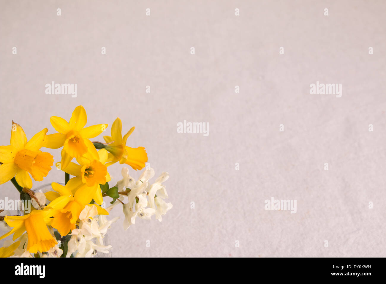 A small posy of miniature daffodils and white corydalis in the bottom ...