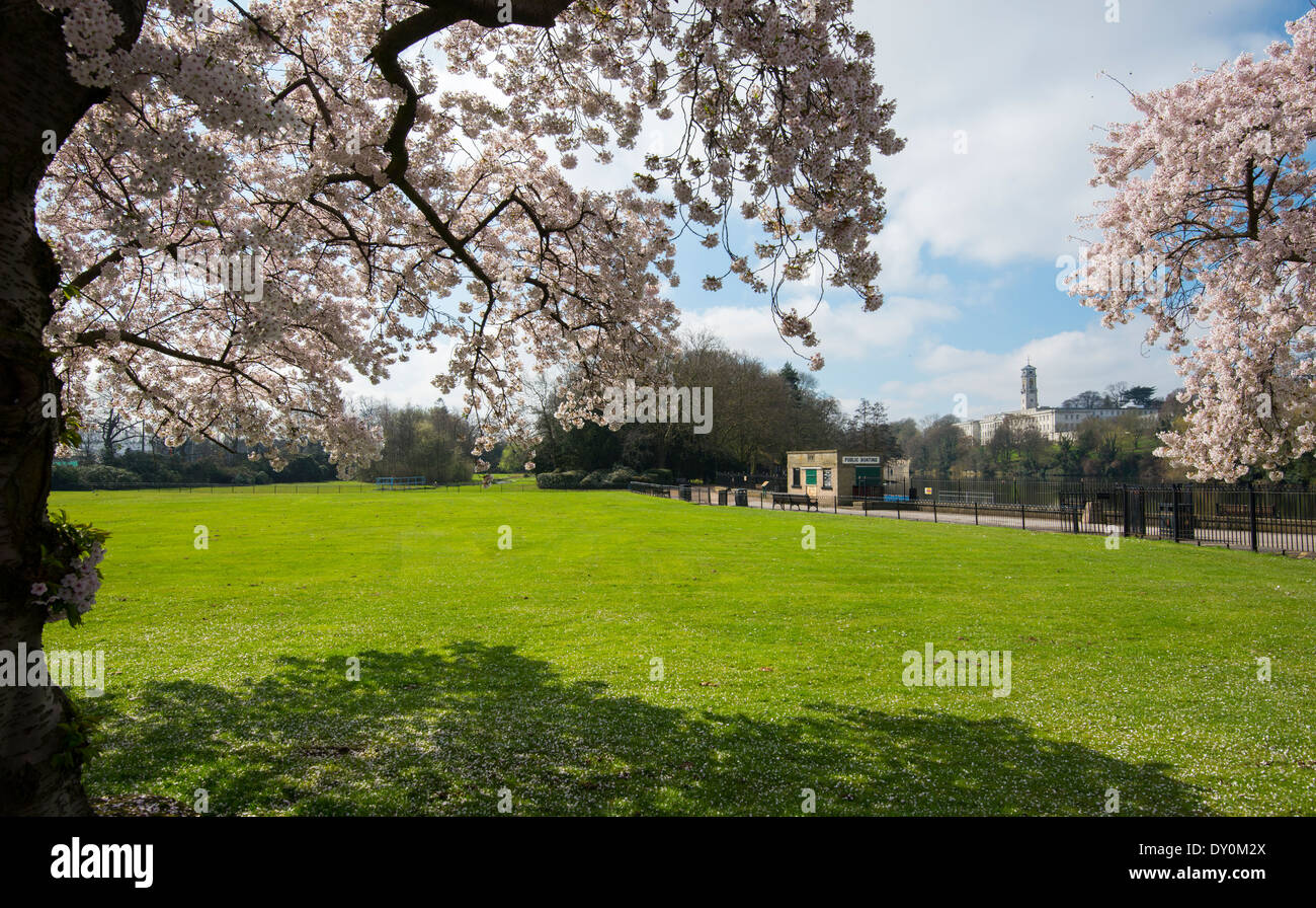 Spring blossom at Highfields University Park, Nottingham England UK ...