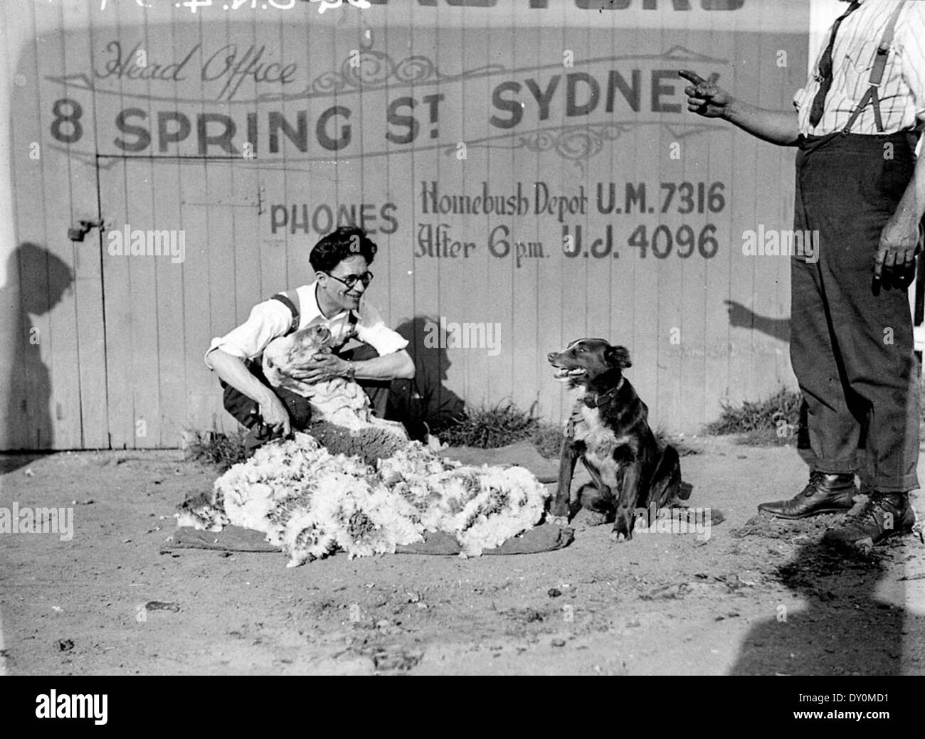 A photograph from the 1930s showing a sheep shearing demonstration by R ...