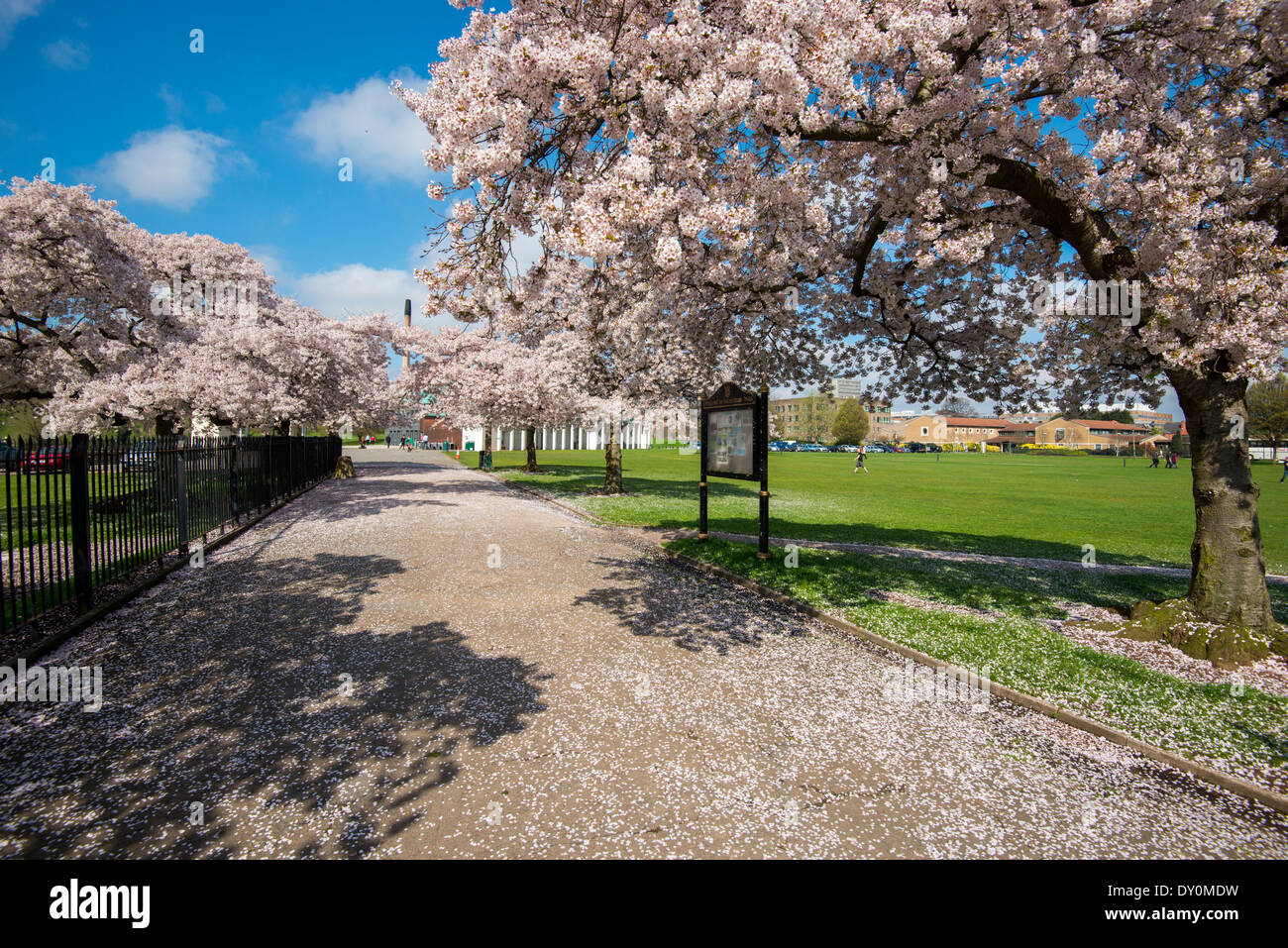 Spring blossom at Highfields University Park, Nottingham England UK ...
