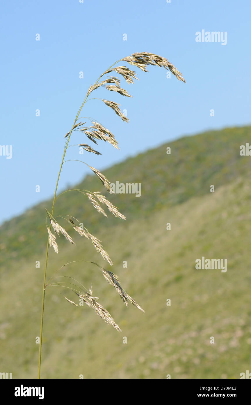 Mauritanicus hi-res stock photography and images - Alamy