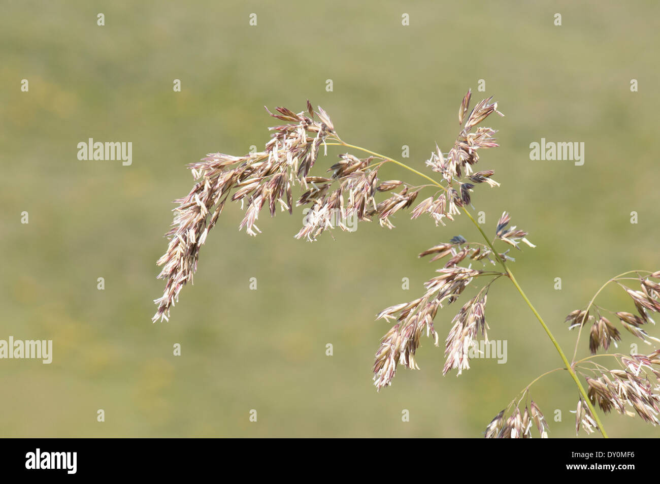 Mauritanicus hi-res stock photography and images - Alamy