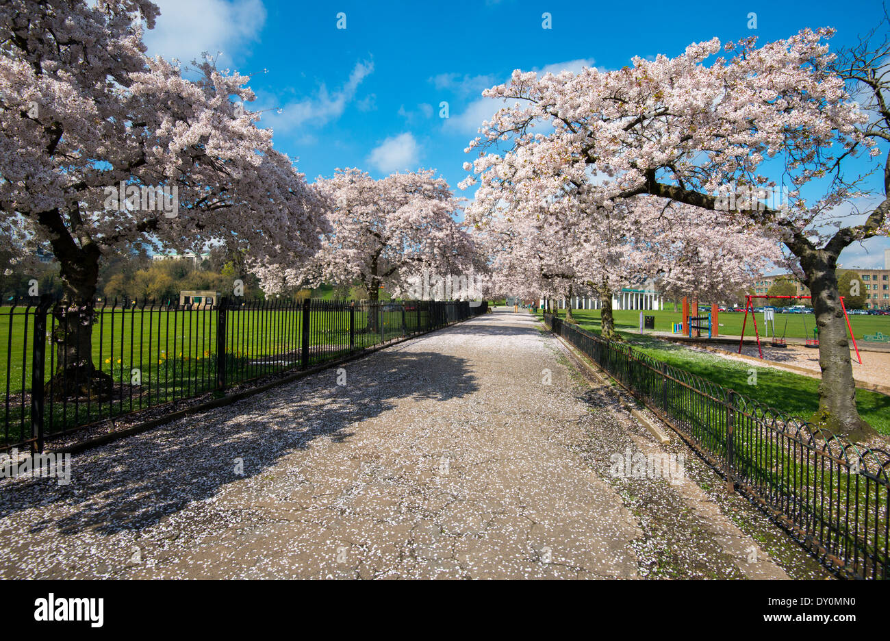 Spring blossom at Highfields University Park, Nottingham England UK ...