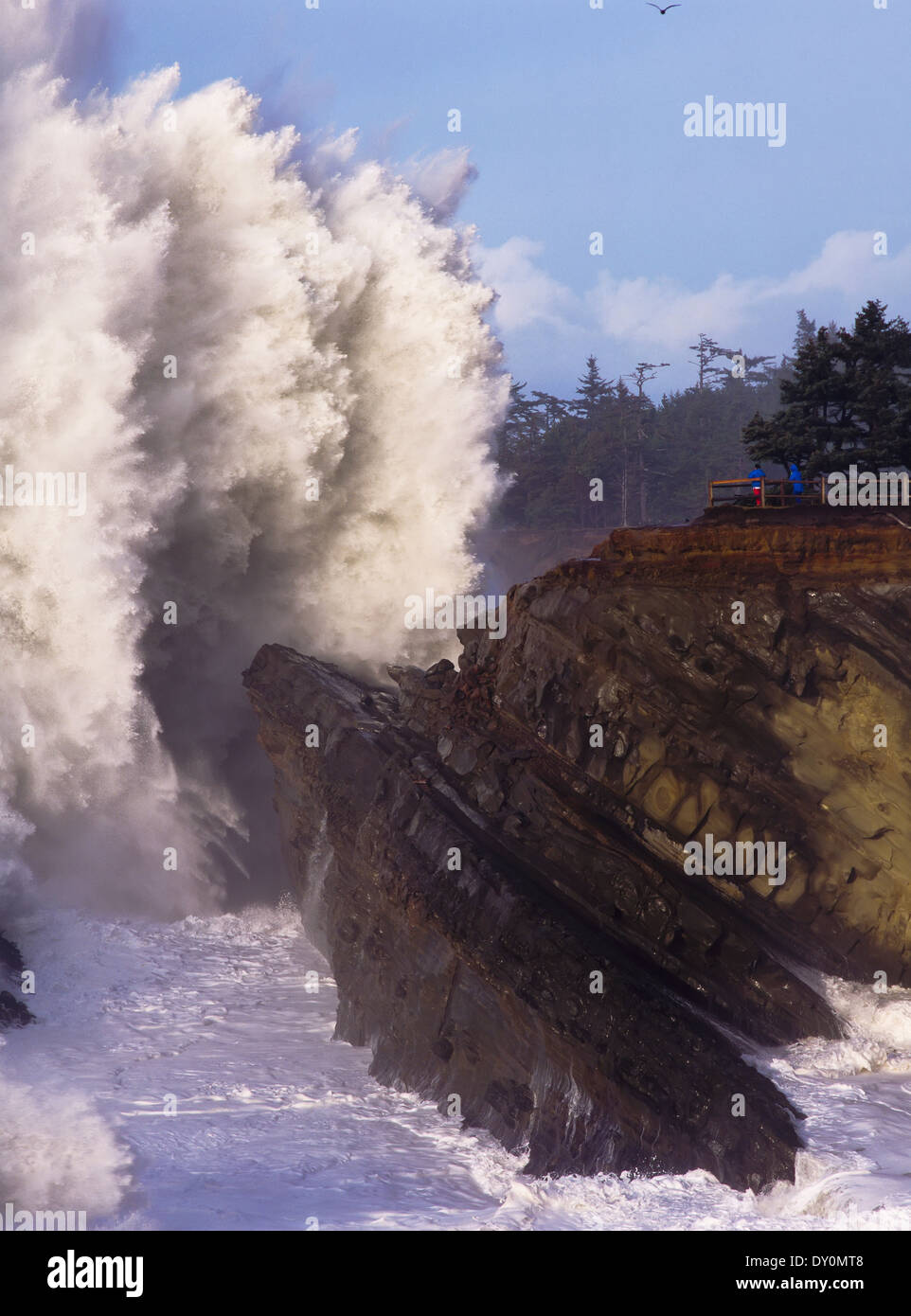 High surf breaks at Shore Acres State Park; Charleston, Oregon, United ...