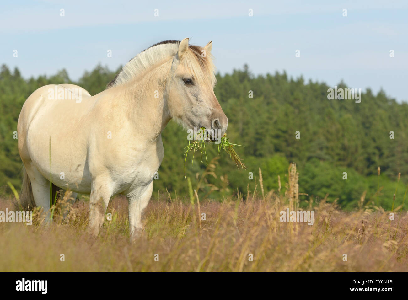 Norwegian Fjord Horse Grazing Stock Photos & Norwegian Fjord Horse ...