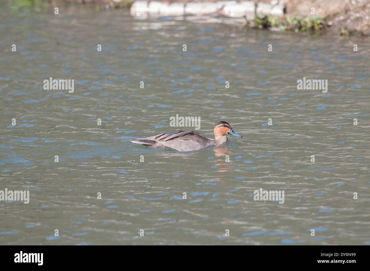 Luzonica Stock Photos & Luzonica Stock Images - Alamy