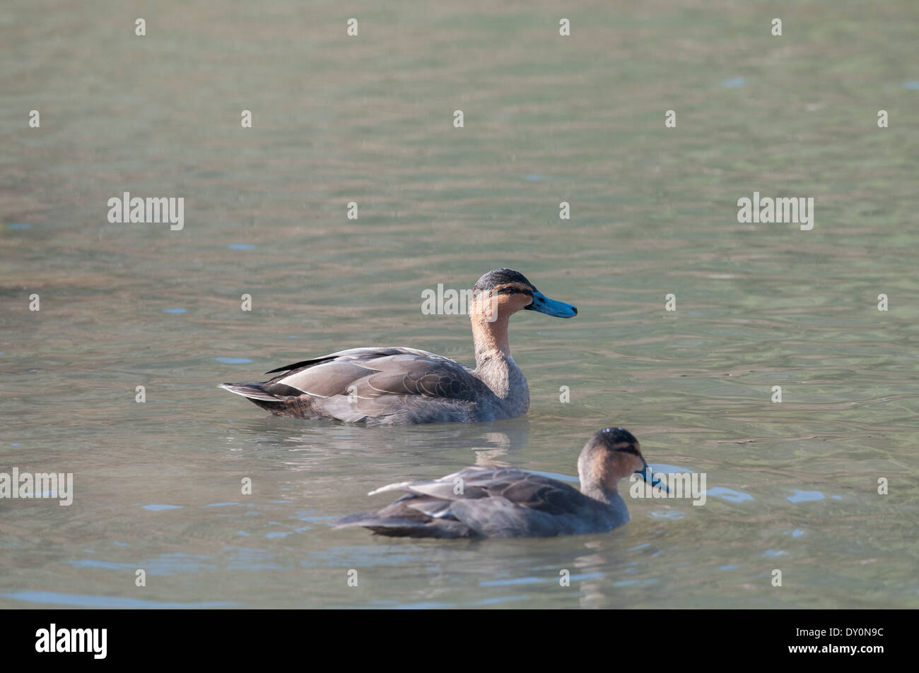 Philippine duck hi-res stock photography and images - Alamy