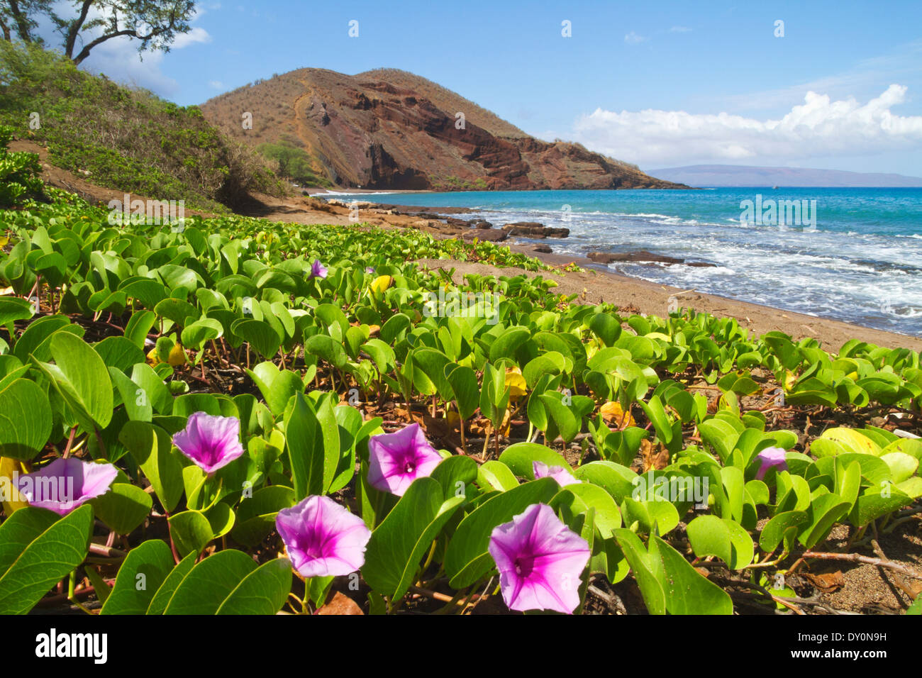 Beach morning glory with Pu'u O'lai in background; Makena, Maui, Hawaii ...