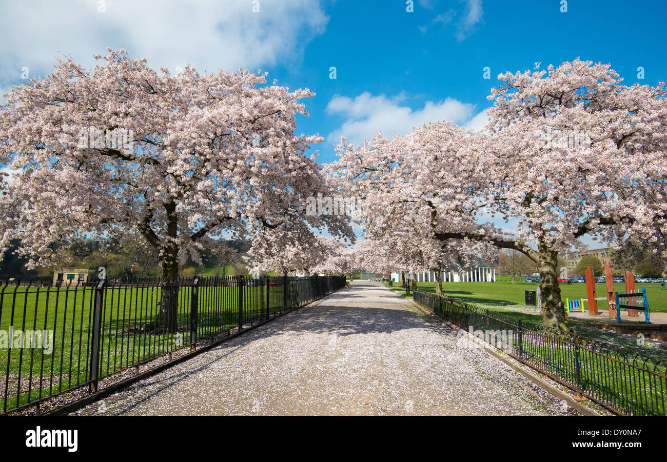 Spring blossom at Highfields University Park, Nottingham England UK ...