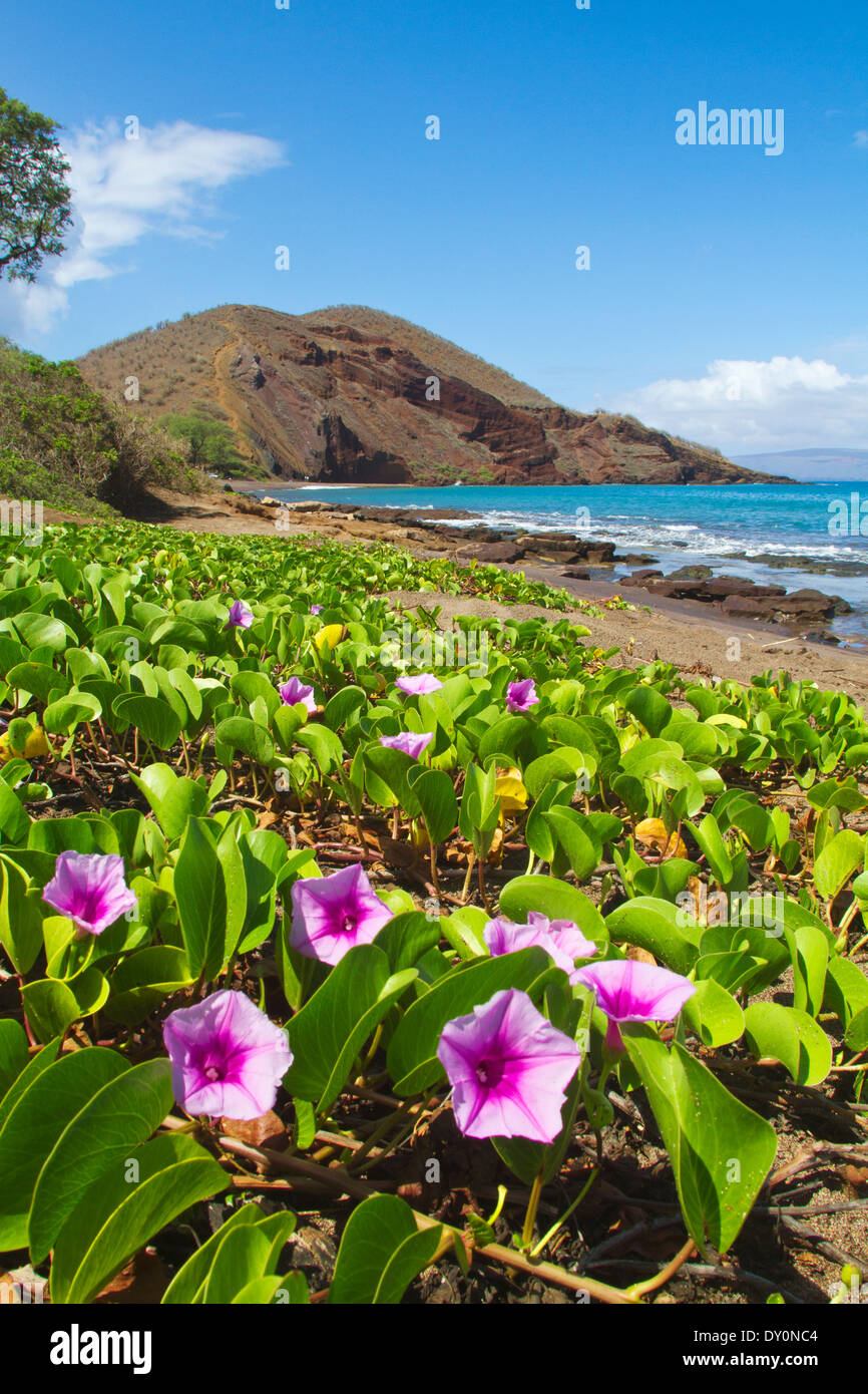 Pu'u ola'i beach hi-res stock photography and images - Alamy