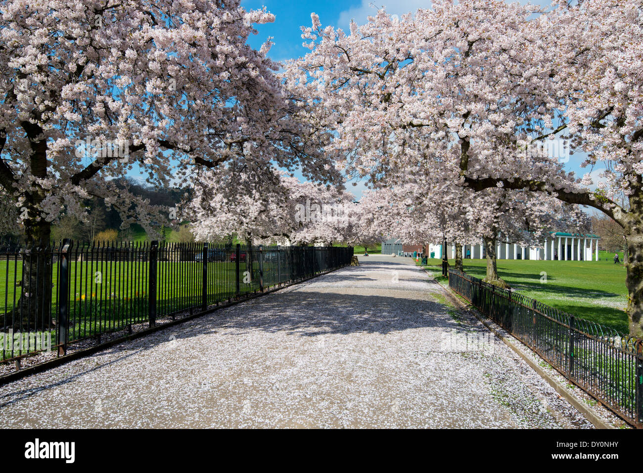 Spring blossom at Highfields University Park, Nottingham England UK ...