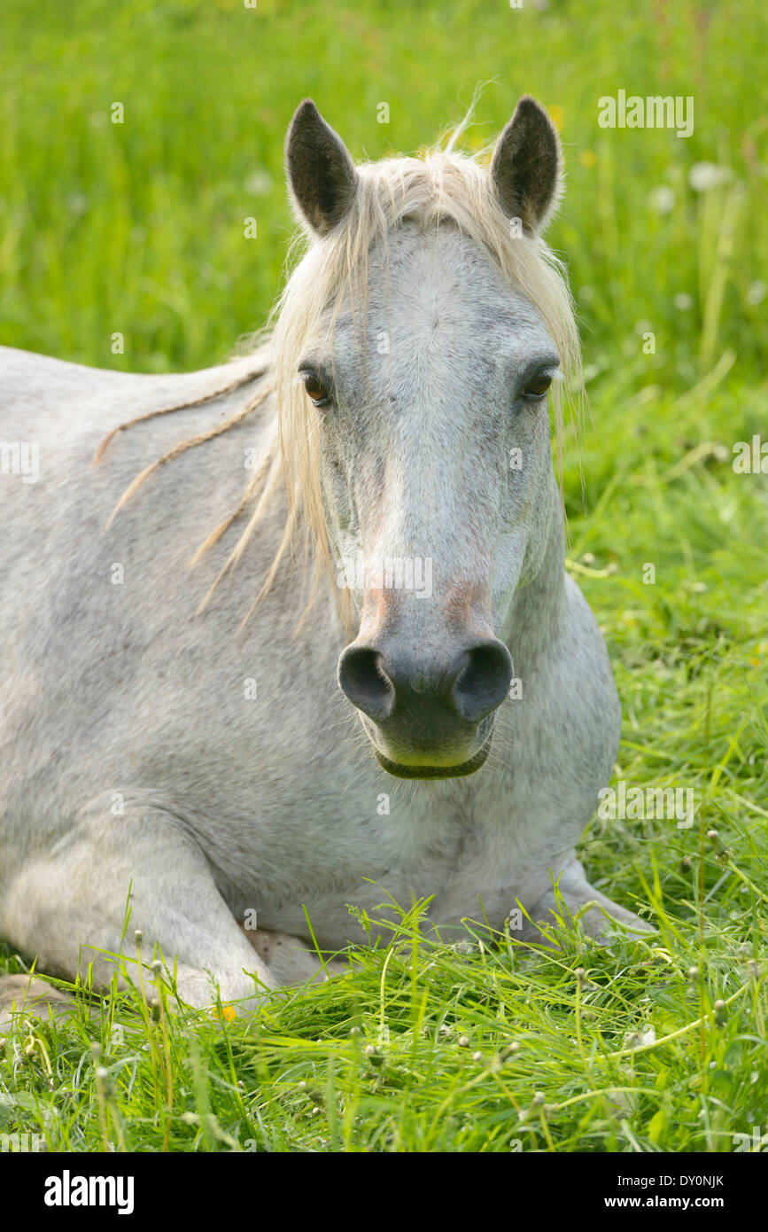 Connemara pony and grey hi-res stock photography and images - Alamy