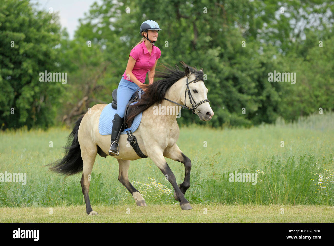 Dun rider riding gallop galloping hi-res stock photography and images ...