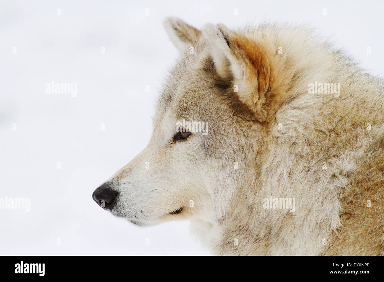 Portrait of grey wolf in Ecomuseum Zoo; Ste-Anne-de-Bellevue, Quebec ...
