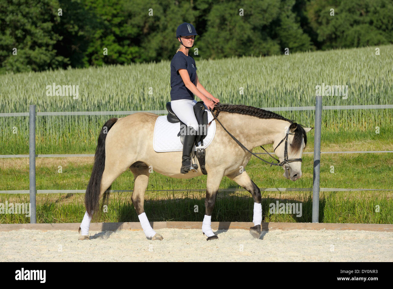 Horse Dressage Walk Stock Photos & Horse Dressage Walk Stock Images - Alamy