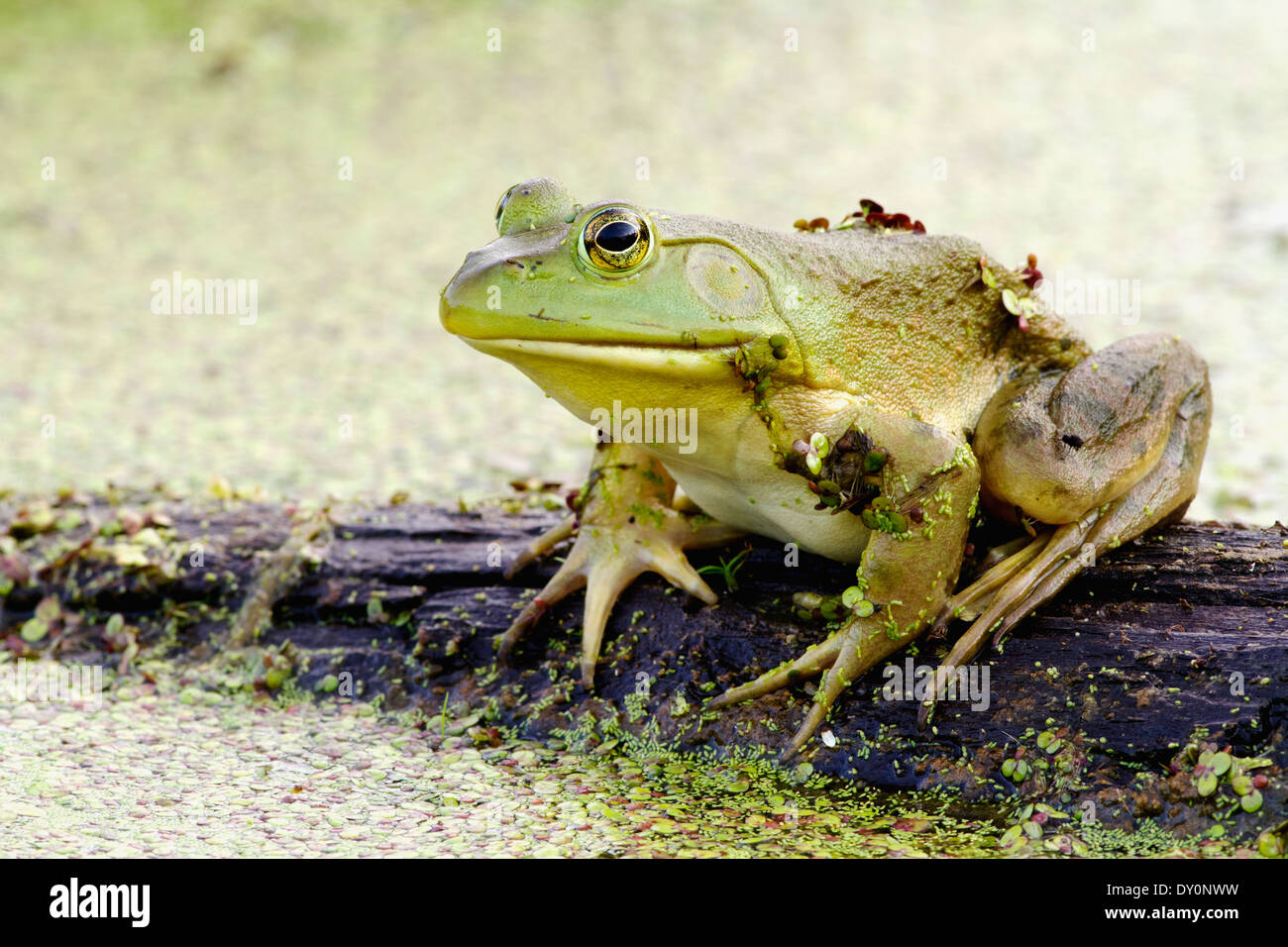 Bullfrog canada hi-res stock photography and images - Alamy