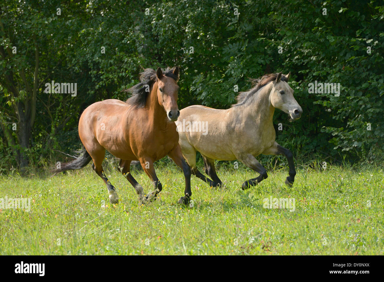 Two Connemara ponies galloping in the field Stock Photo - Alamy