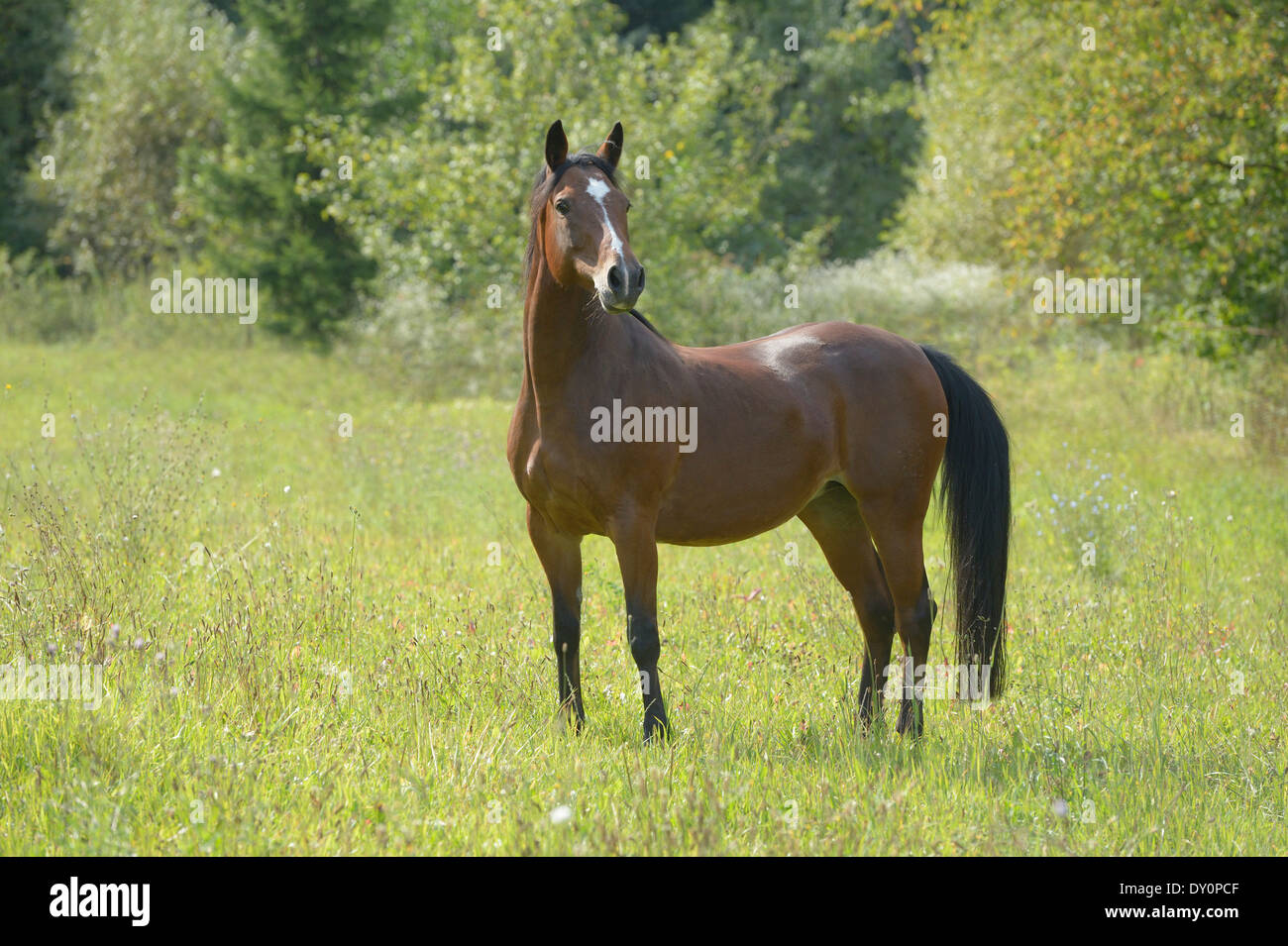 Backlit connemara field horse look looking paddock pony summer hi-res ...