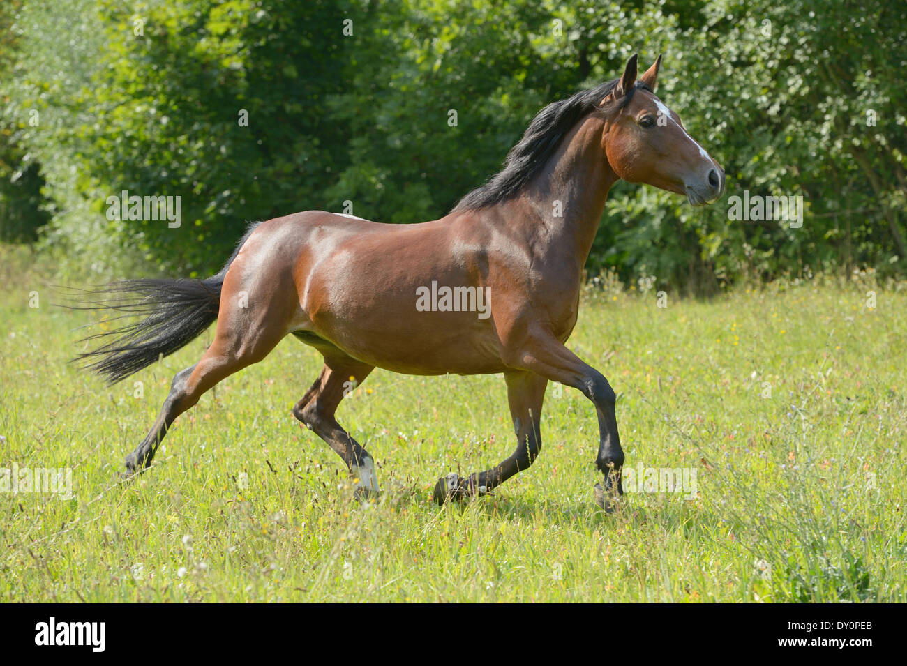 Horse ponies pony trot trotting hi-res stock photography and images - Alamy