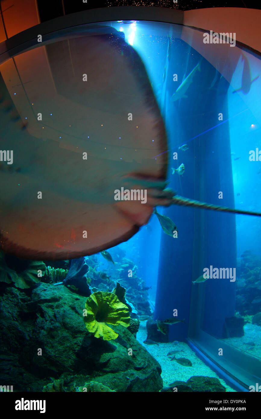 Downtown Dubai, Dubai mall, aquarium, underwater Zoo, Dubai Stock Photo ...