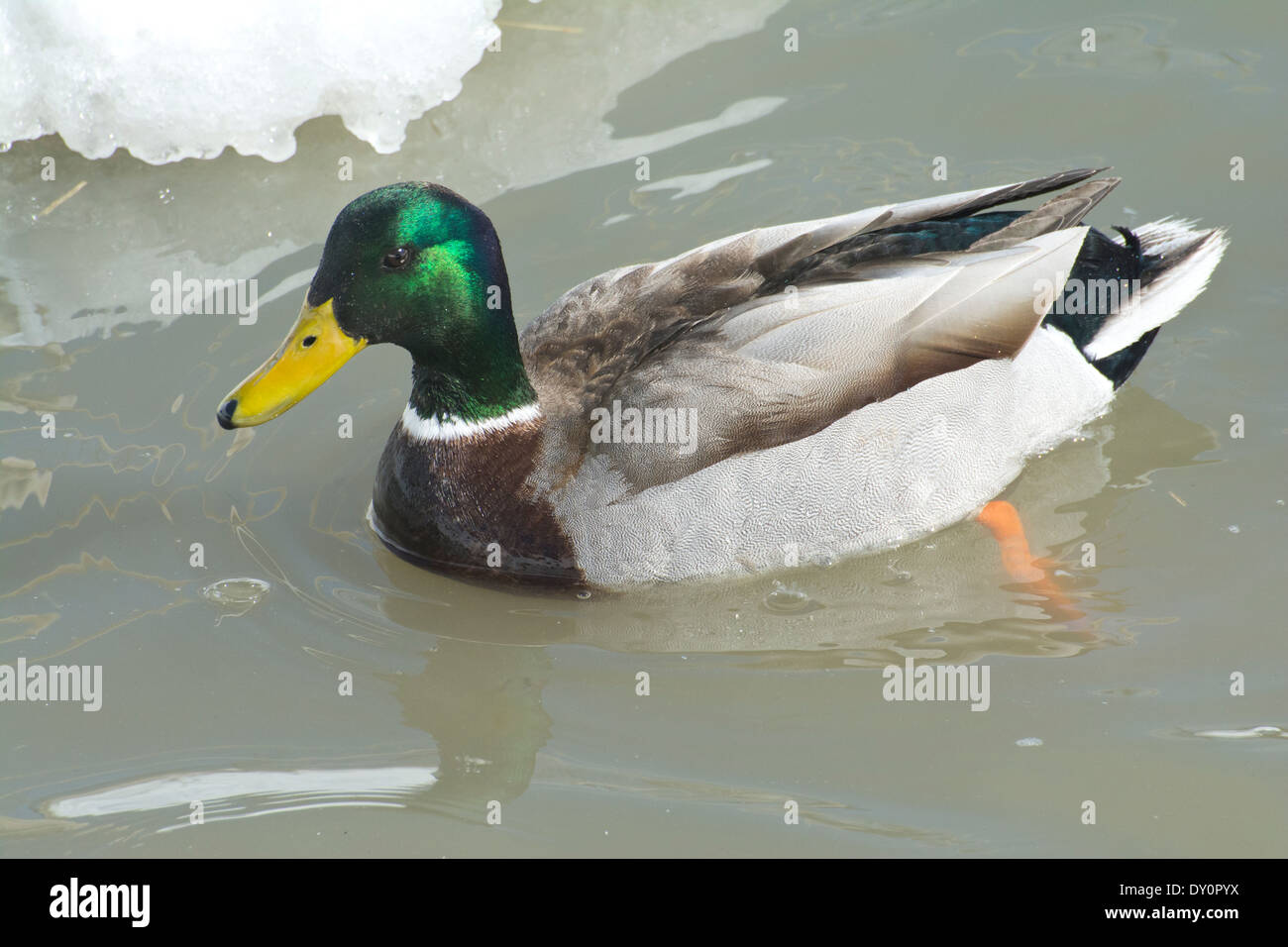 A male Mallard Duck in early spring Stock Photo - Alamy