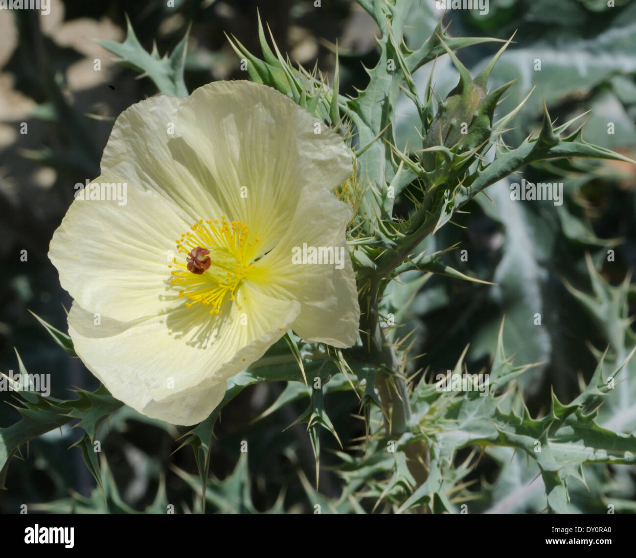 Mexican Poppy (Argemone ochroleuca) an invasive non-native weed growng ...